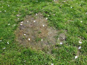Fire Pit On Grass: 5 BEST Ways To Prevent Damage To Your Lawn