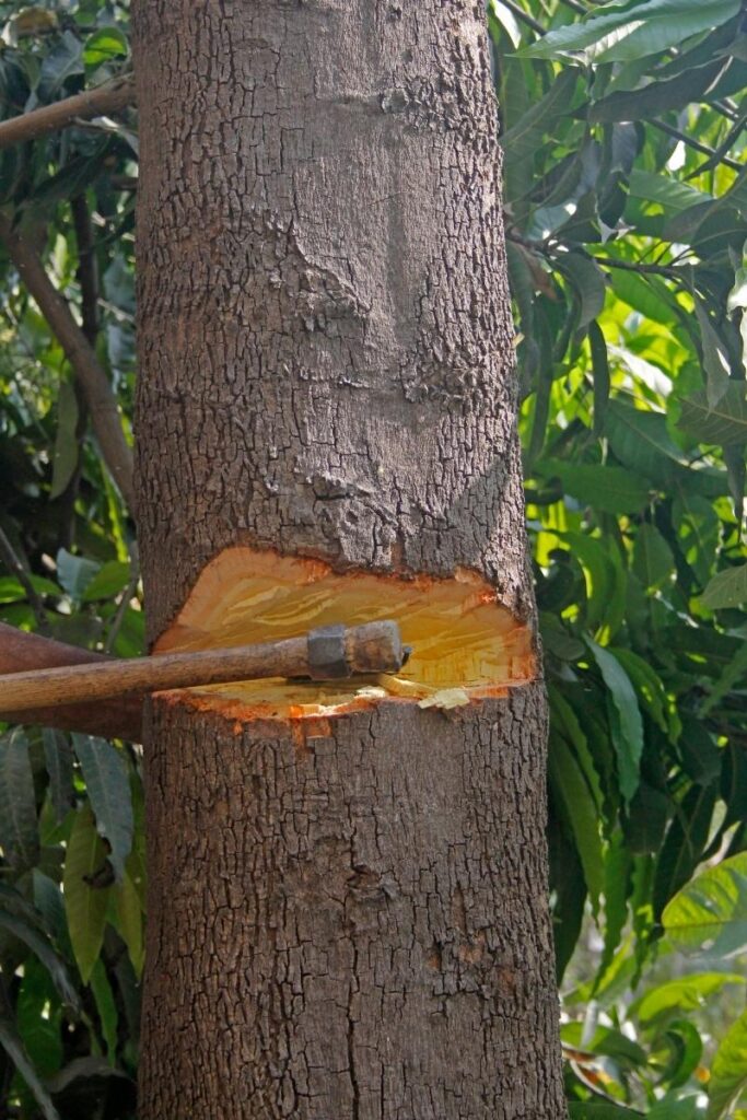 7 BEST Felling Axes Reviewed 2023: Swedish, Finnish, German, US Axes