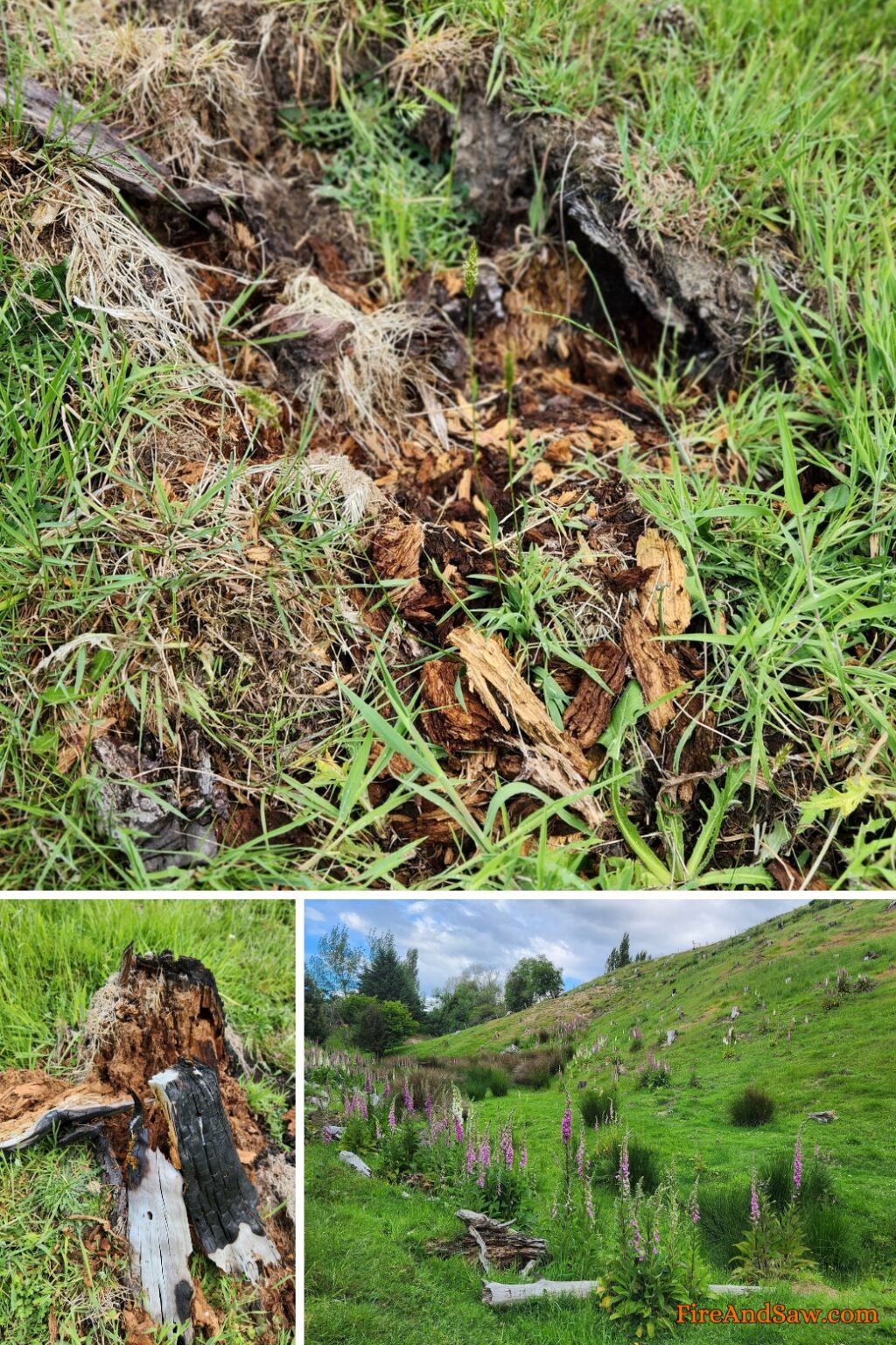 How To Get Rid Of Tree Stumps: 8 Ways From Fastest To Slowest