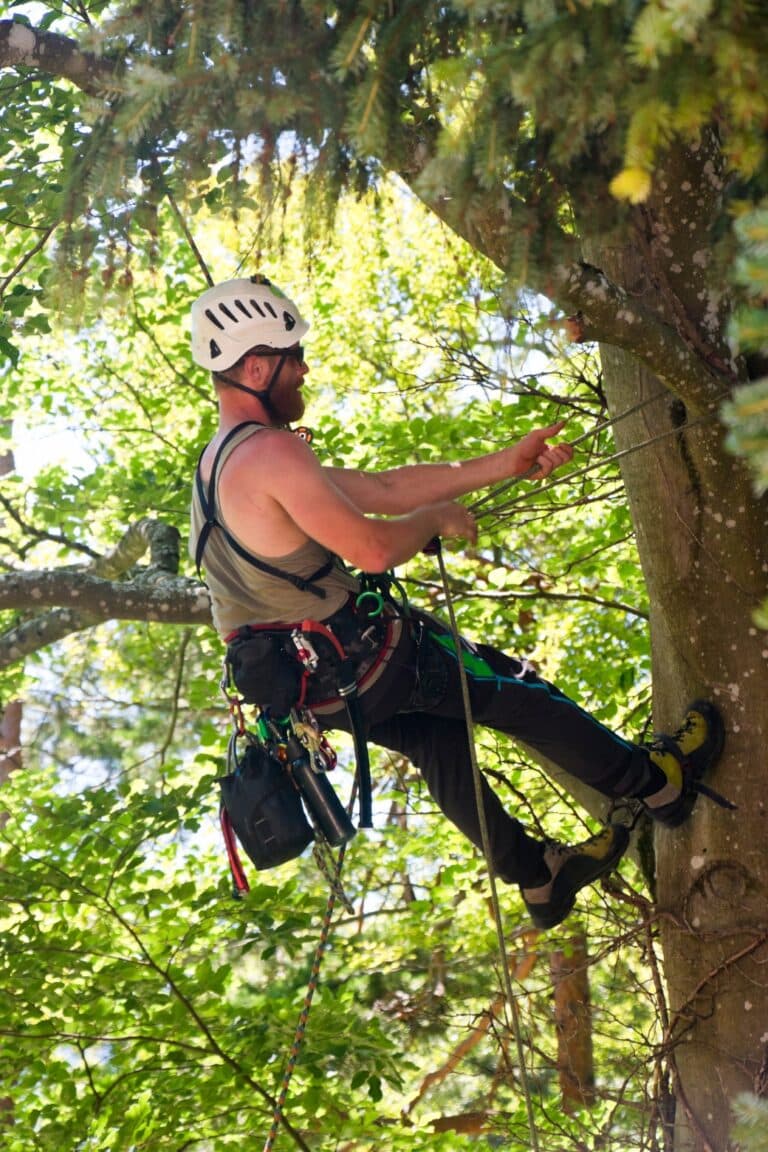 7 BEST Arborist Helmets For Climbing/Ground Work: Protos, KASK