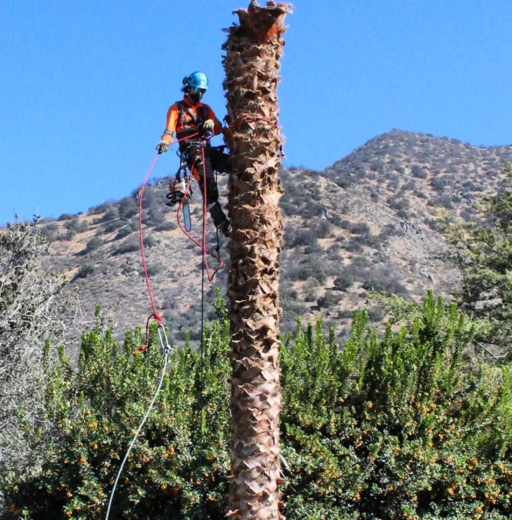 Stihl MS 382 Chainsaw Reviews: "The 382 Is A Mean Machine!"