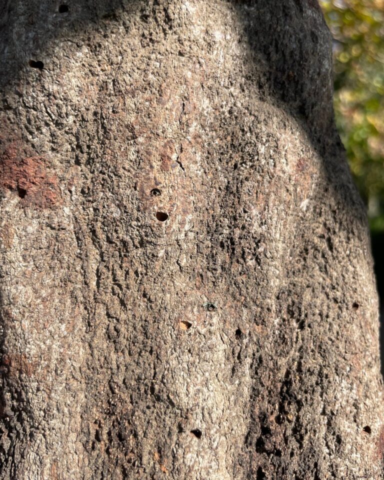 10 Oak Tree Diseases [Pictures]: Causes, Symptoms, Treatment