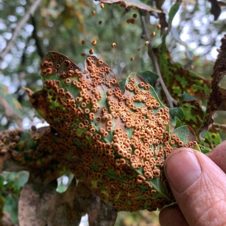 10 Oak Tree Diseases [Pictures]: Causes, Symptoms, Treatment