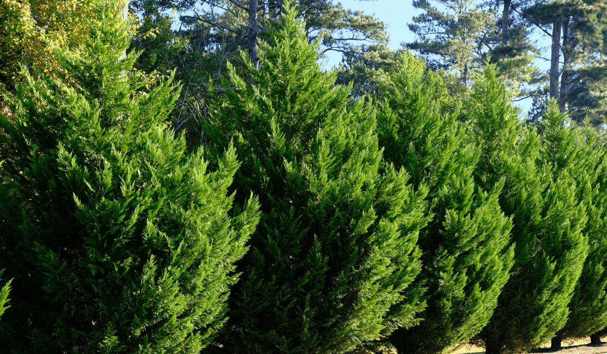 7 TOP Trees for Creating a Fast, Natural Privacy Screen